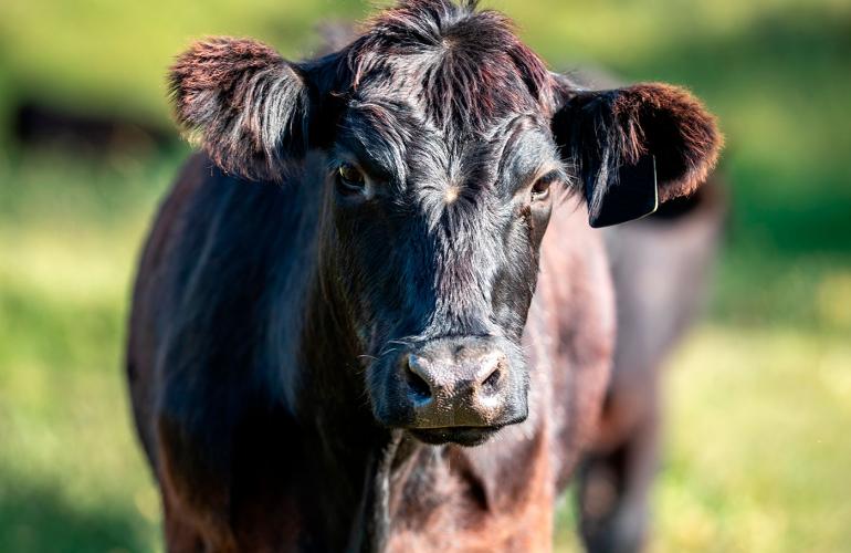 Cattle | Boehringer Ingelheim Cattle Health